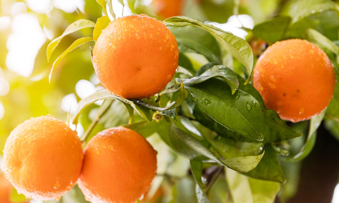 Increased Tangerine Growth in Peru | Kyminasi Plant Booster- Harvest ...